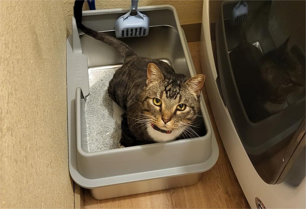 Comparing Prices: Stainless Steel Litter Boxes